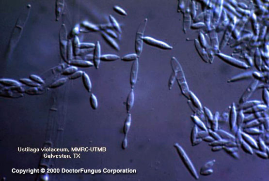 ust1_l - Doctor Fungus