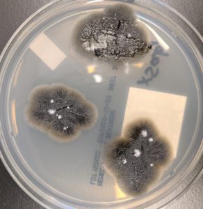 Figure-2-Fungal-culture-plate_5_17_2021_MN - Doctor Fungus